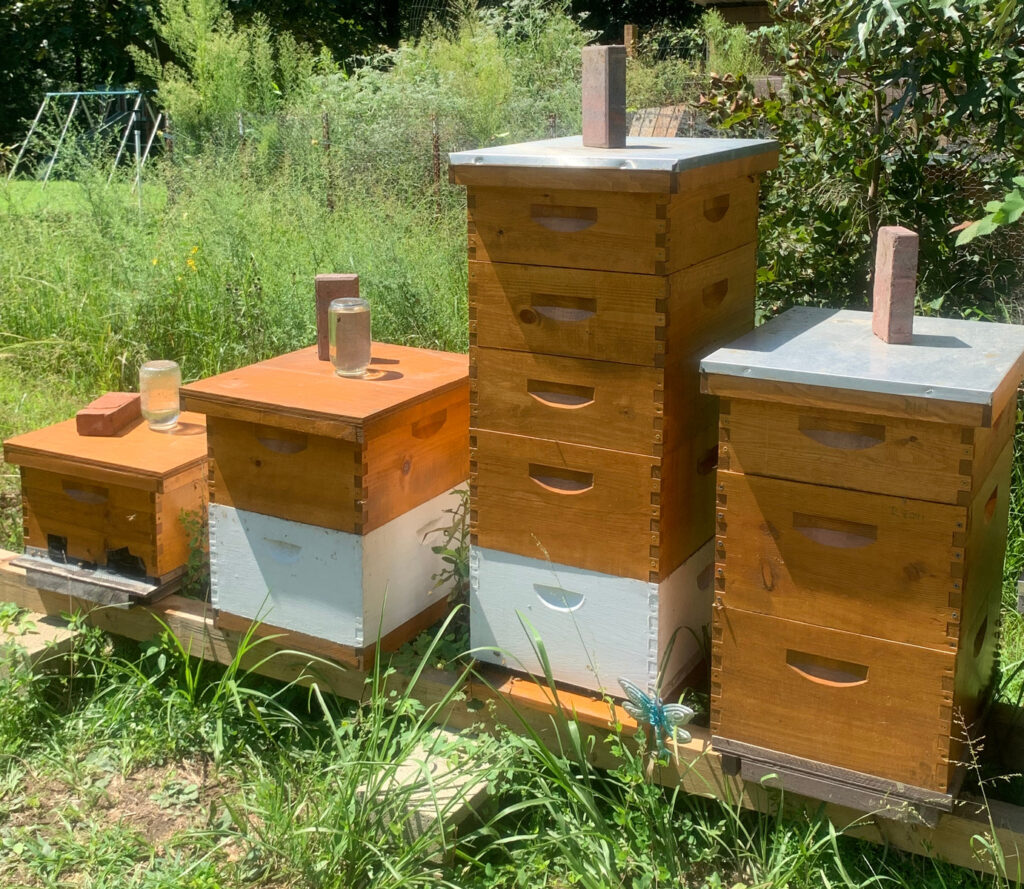 Angry Bees or Africanized Bees? - Countryside